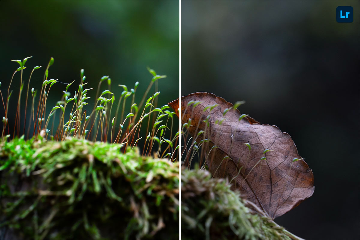 fallen leaves | Edit | Photoshop Lightroom