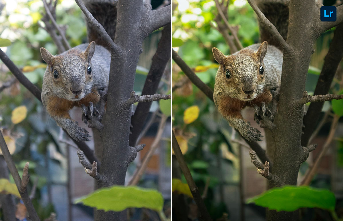 Squirrel | Edit | Photoshop Lightroom