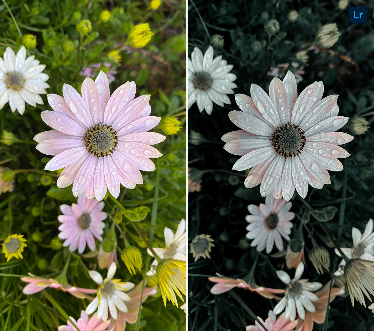 Flor | Edit | Photoshop Lightroom