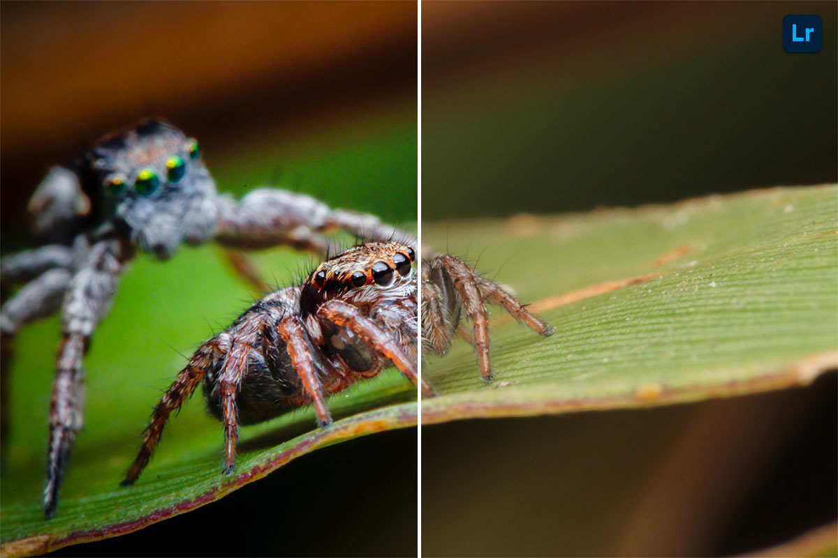 Jumping spider mating dance | Edit | Photoshop Lightroom