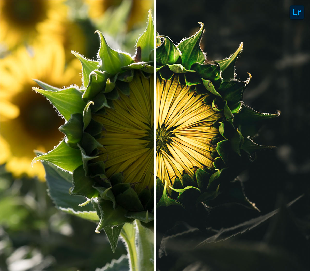 Sunshine | Edit | Photoshop Lightroom