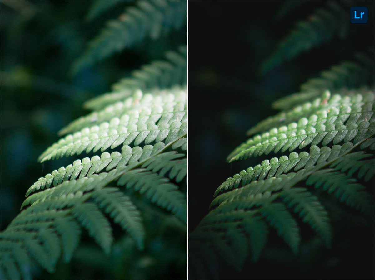 Ferns | Edit | Photoshop Lightroom