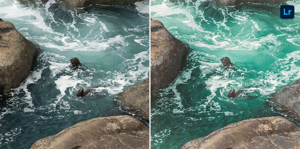 Seal Pair | Edit | Photoshop Lightroom