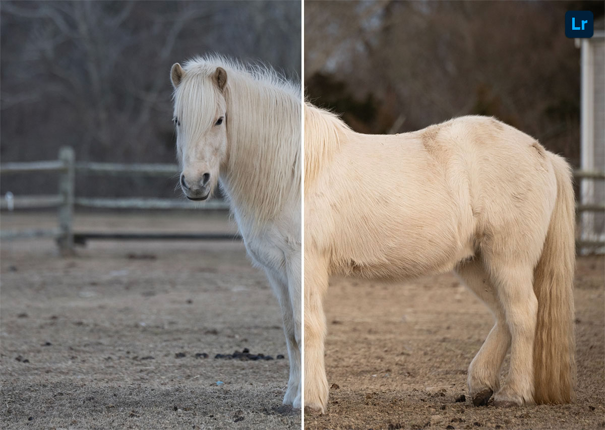 The Great White Horse | Remix | Photoshop Lightroom