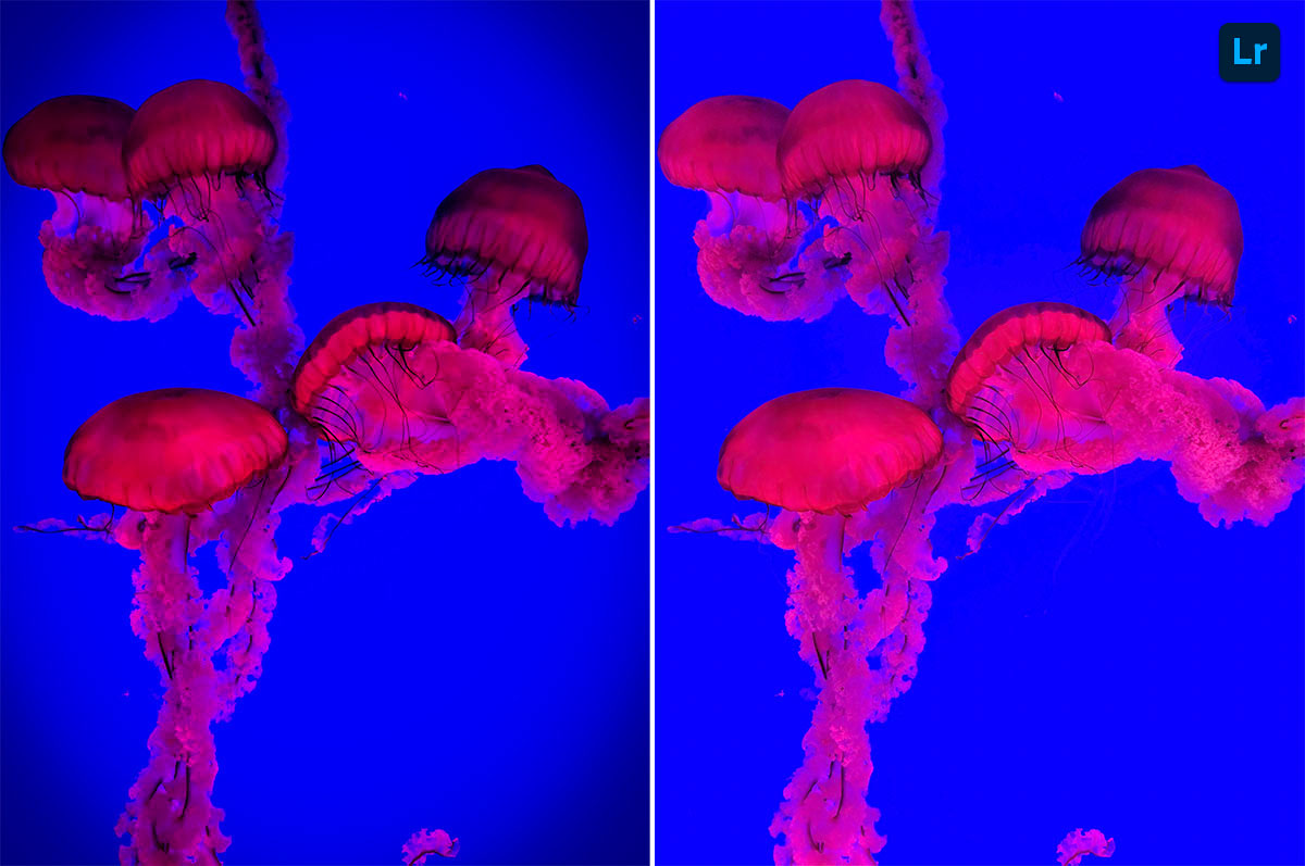 Jelly | Edit | Photoshop Lightroom