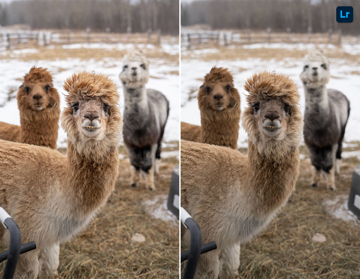 Alpacas .002 | Edit | Photoshop Lightroom