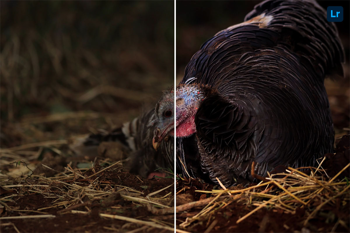 Turkey | Edit | Photoshop Lightroom