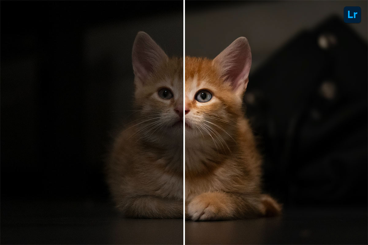 Kitten | Edit | Photoshop Lightroom