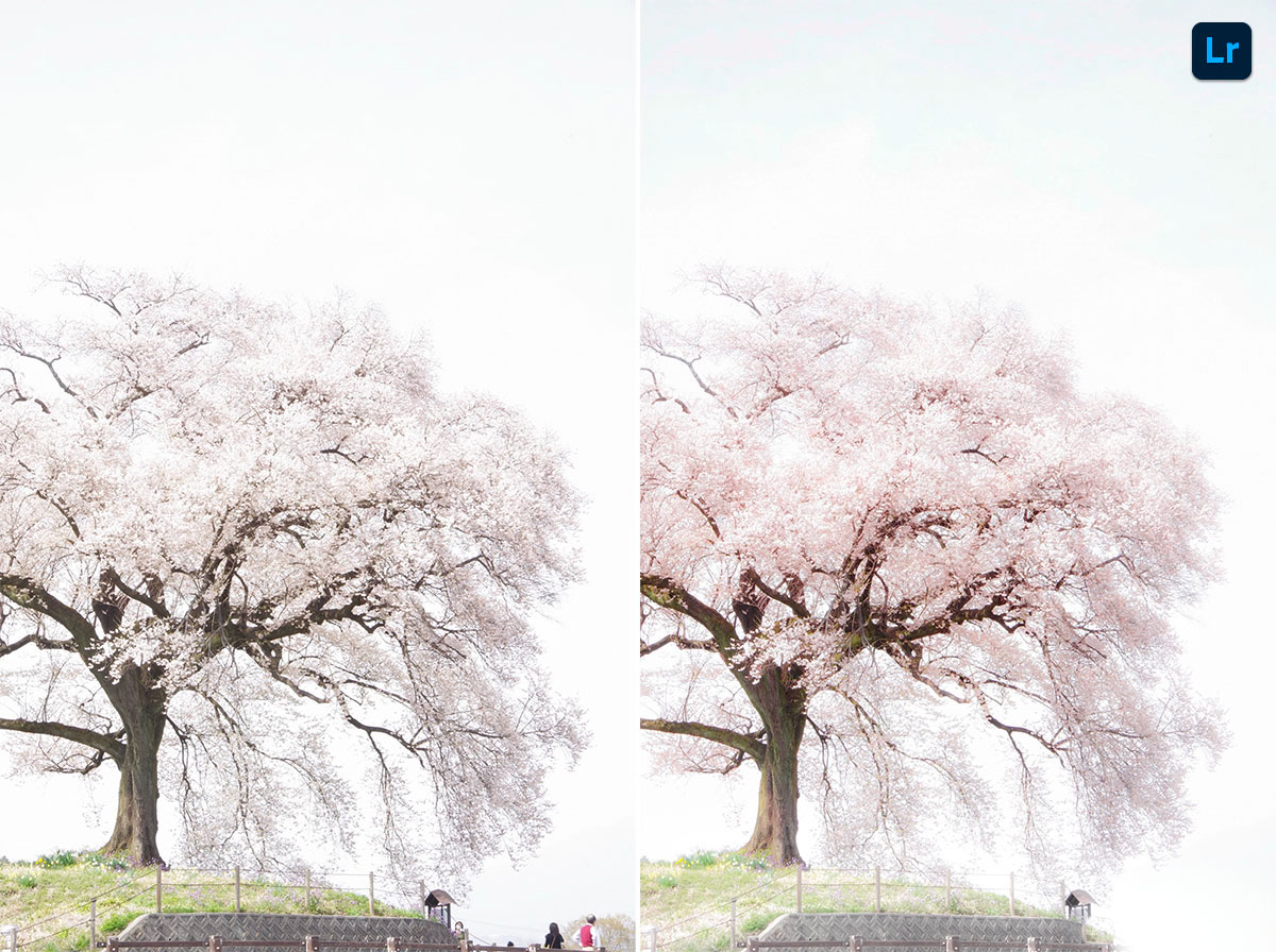 Spring (Japan) | Edit | Photoshop Lightroom