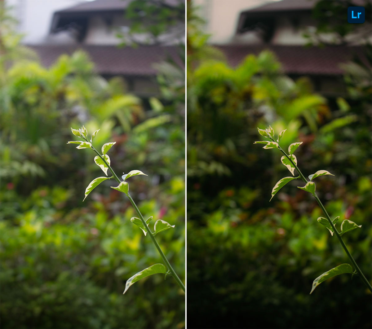 Leaf | Edit | Photoshop Lightroom