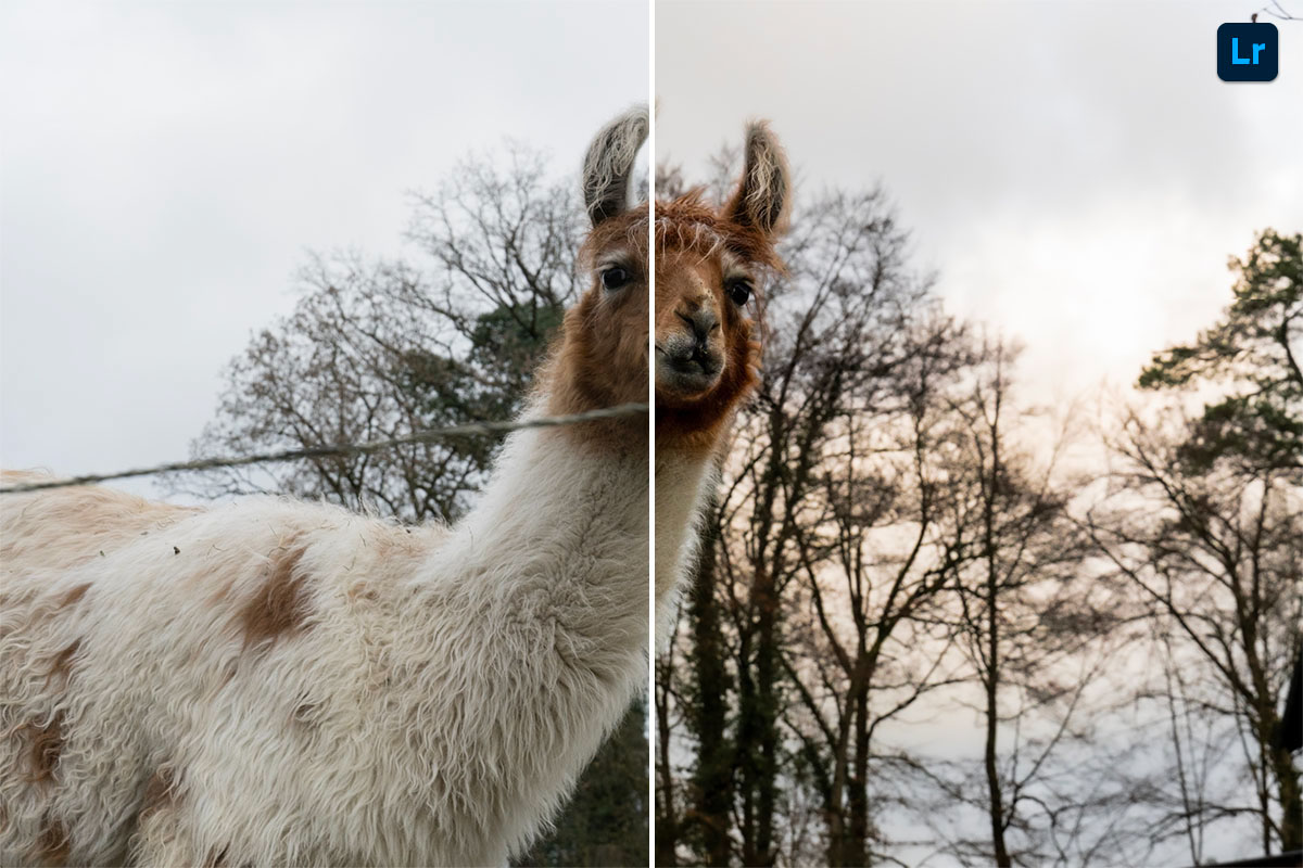 Alpaca | Edit | Photoshop Lightroom