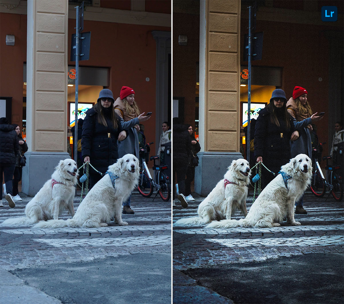 Happy dogs | Edit | Photoshop Lightroom