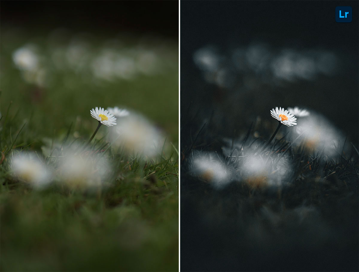 Daisy | Edit | Photoshop Lightroom