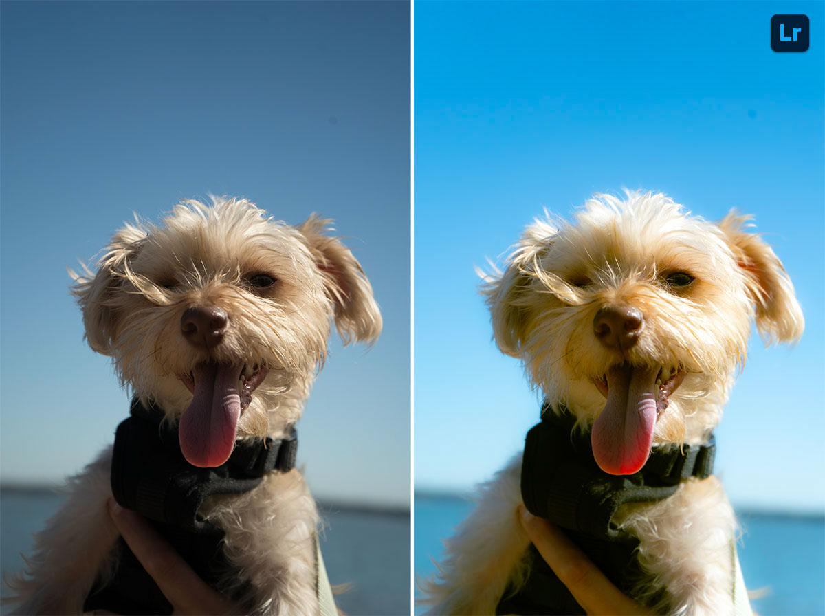 Puppy | Edit | Photoshop Lightroom