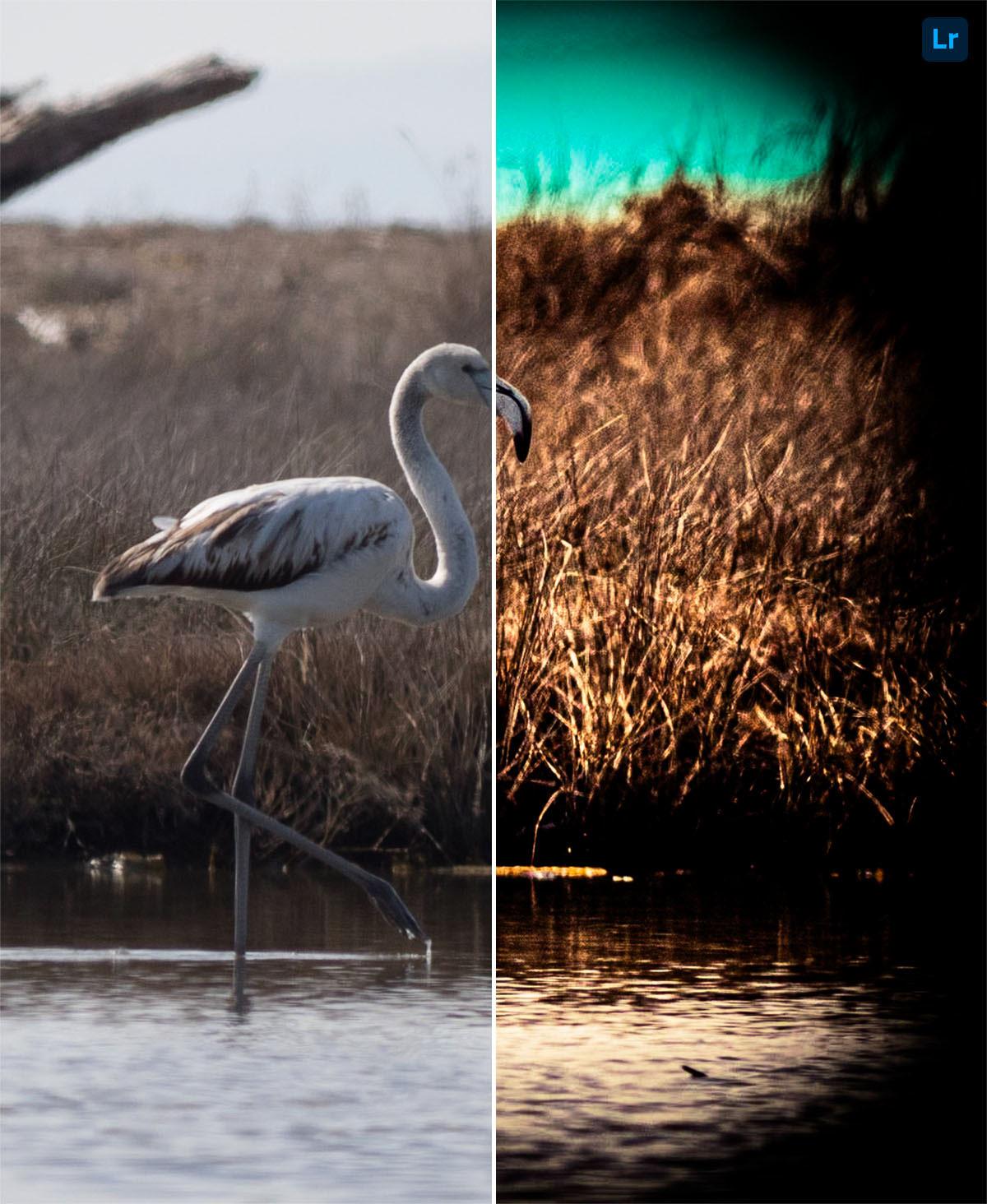 Colorless in a world of color | Remix | Photoshop Lightroom