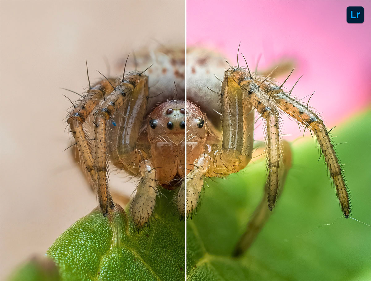 Spooder | Edit | Photoshop Lightroom