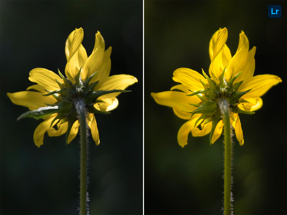 Yellow | Edit | Photoshop Lightroom