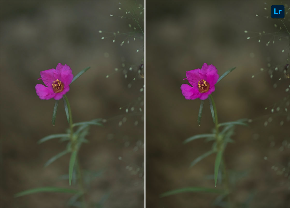 Bloom | Edit | Photoshop Lightroom