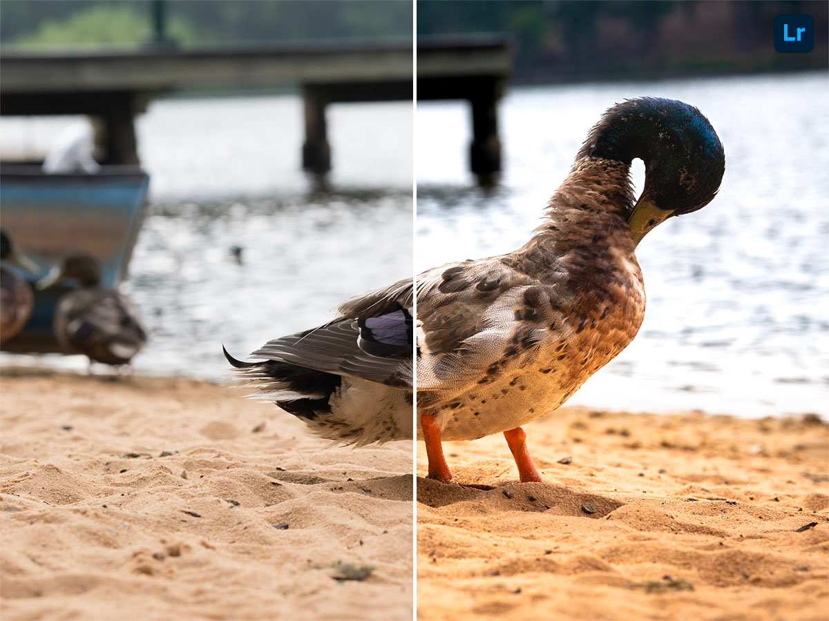 Quack | Edit | Photoshop Lightroom