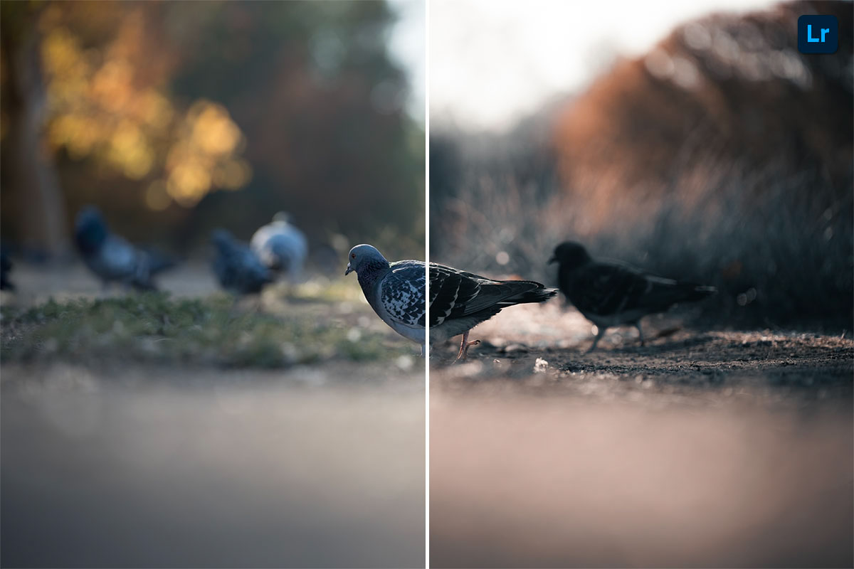 moody pigeon | Edit | Photoshop Lightroom