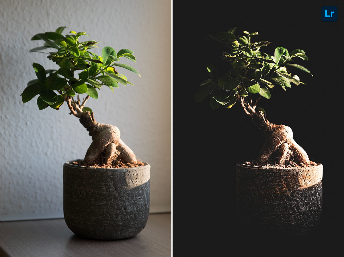 mein Bonsai baum | Edit | Photoshop Lightroom