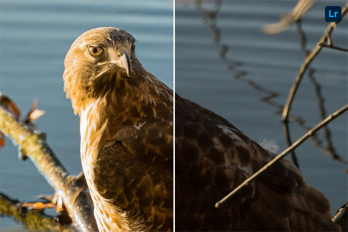 Red tail hawk | Edit | Photoshop Lightroom