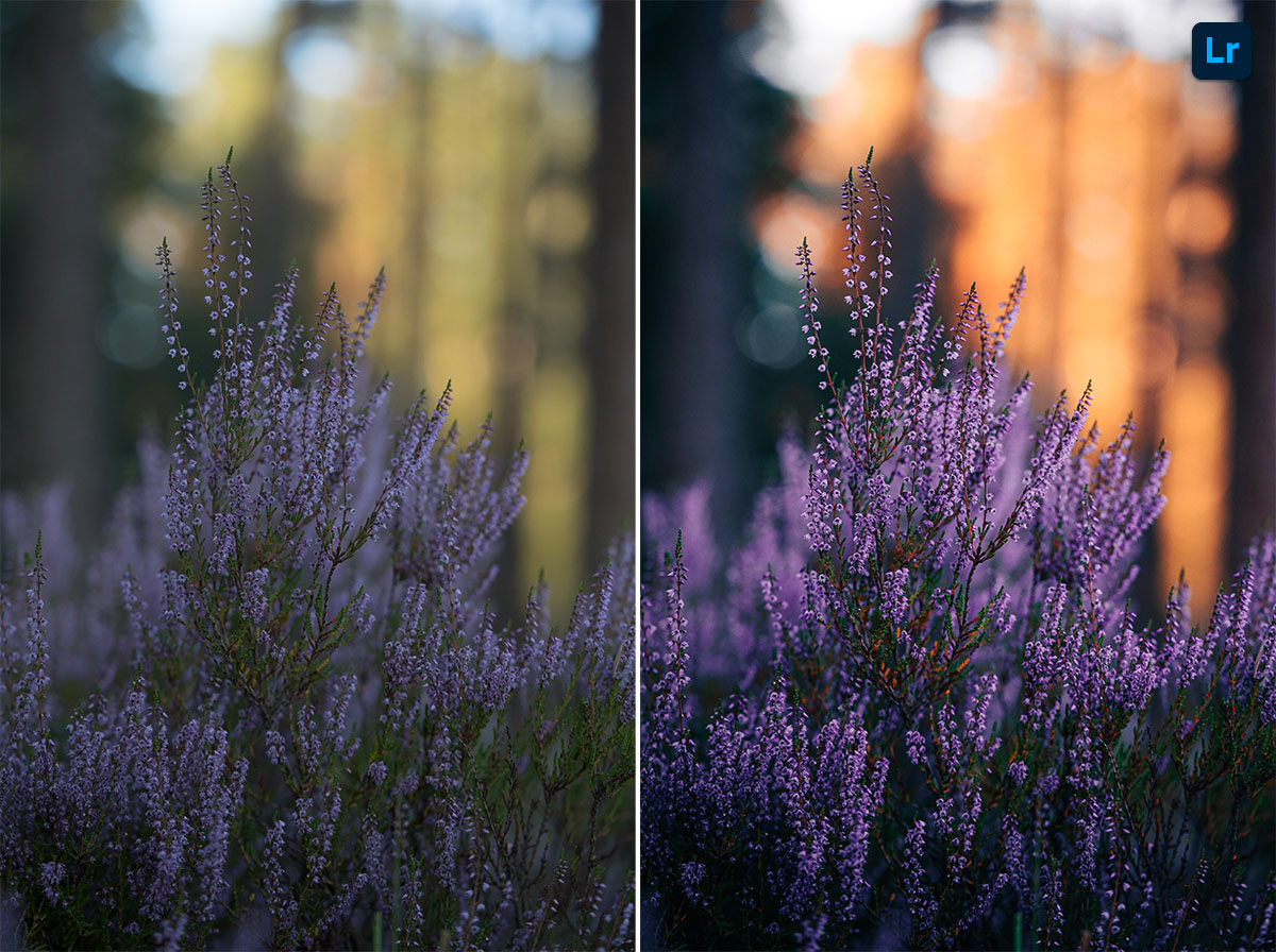 Heather weather | Edit | Photoshop Lightroom