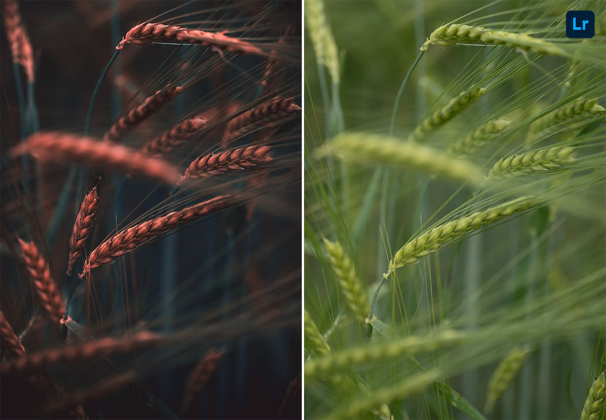 Wheat field 🌾 | Edit | Photoshop Lightroom