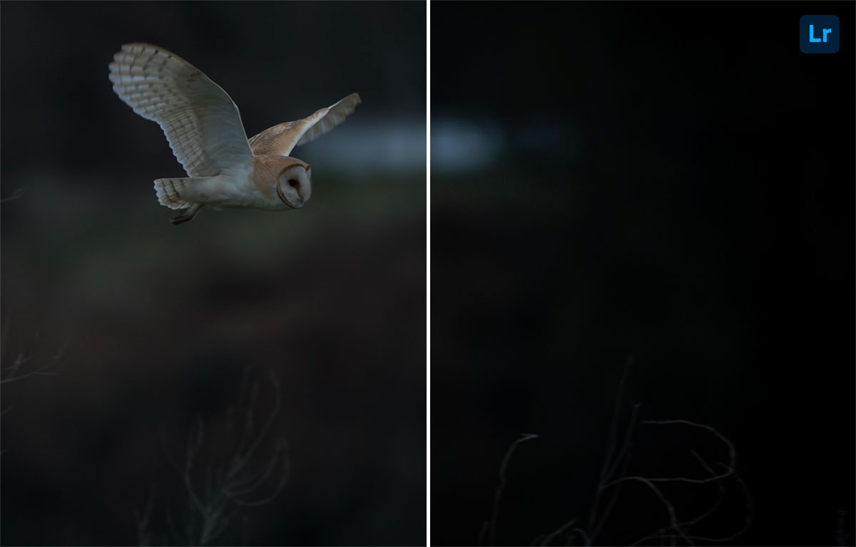 Barn Owl | Edit | Photoshop Lightroom