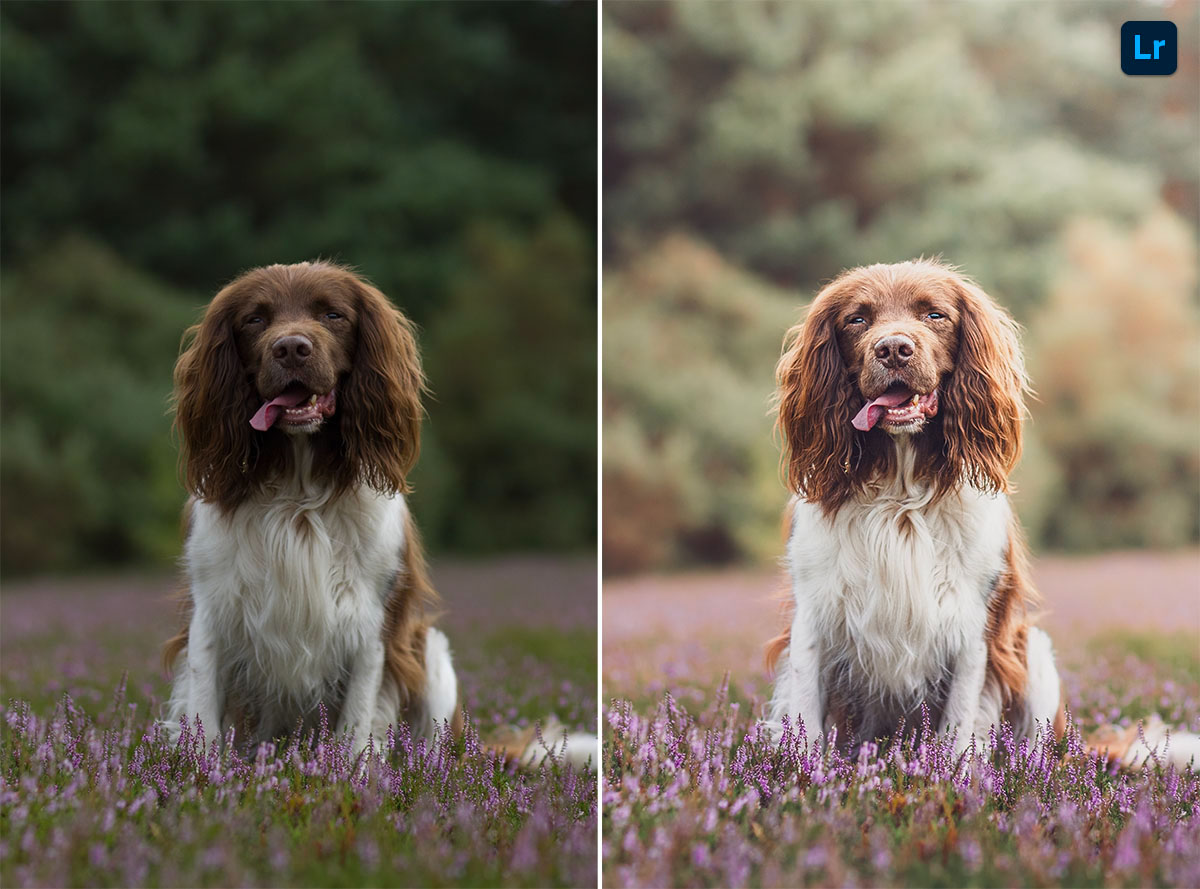 Dog | Edit | Photoshop Lightroom