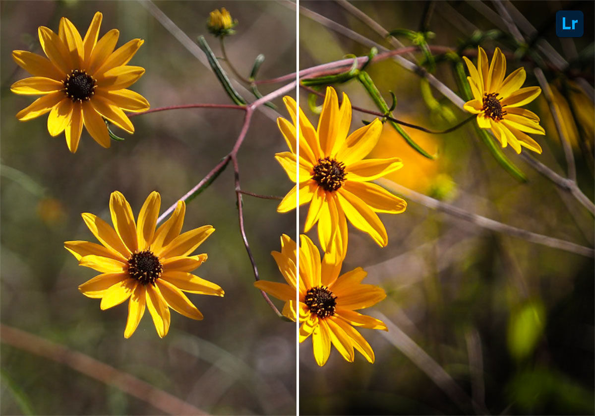 Wild Flowers | Edit | Photoshop Lightroom
