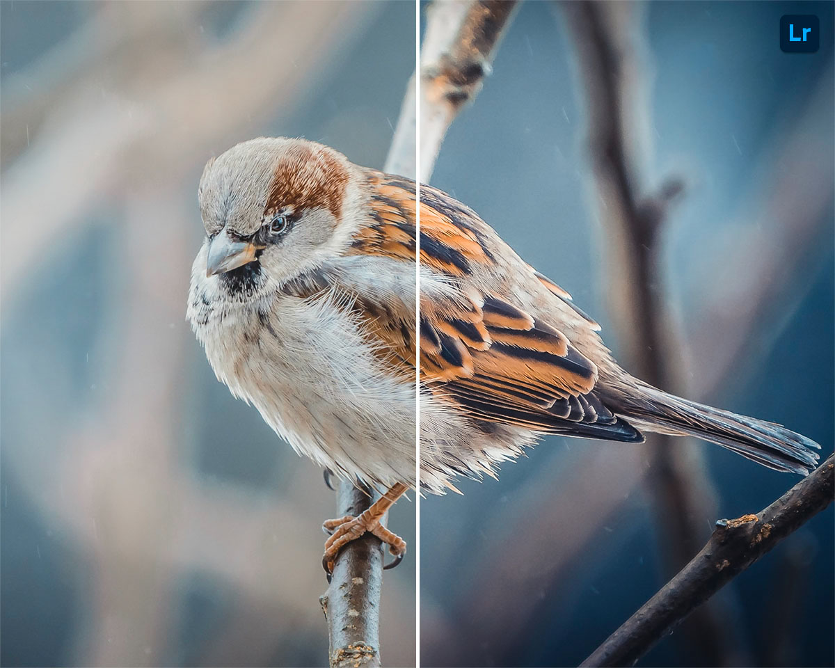 Winter sparrow. | Edit | Photoshop Lightroom