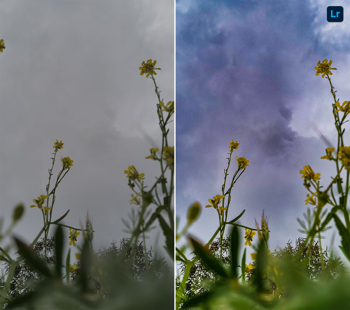 Stormy meadow | Edit | Photoshop Lightroom