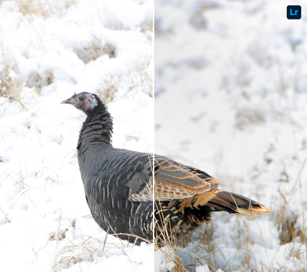 wild turkey | Edit | Photoshop Lightroom