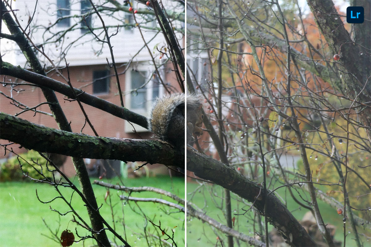 Little Squirrel | Edit | Photoshop Lightroom