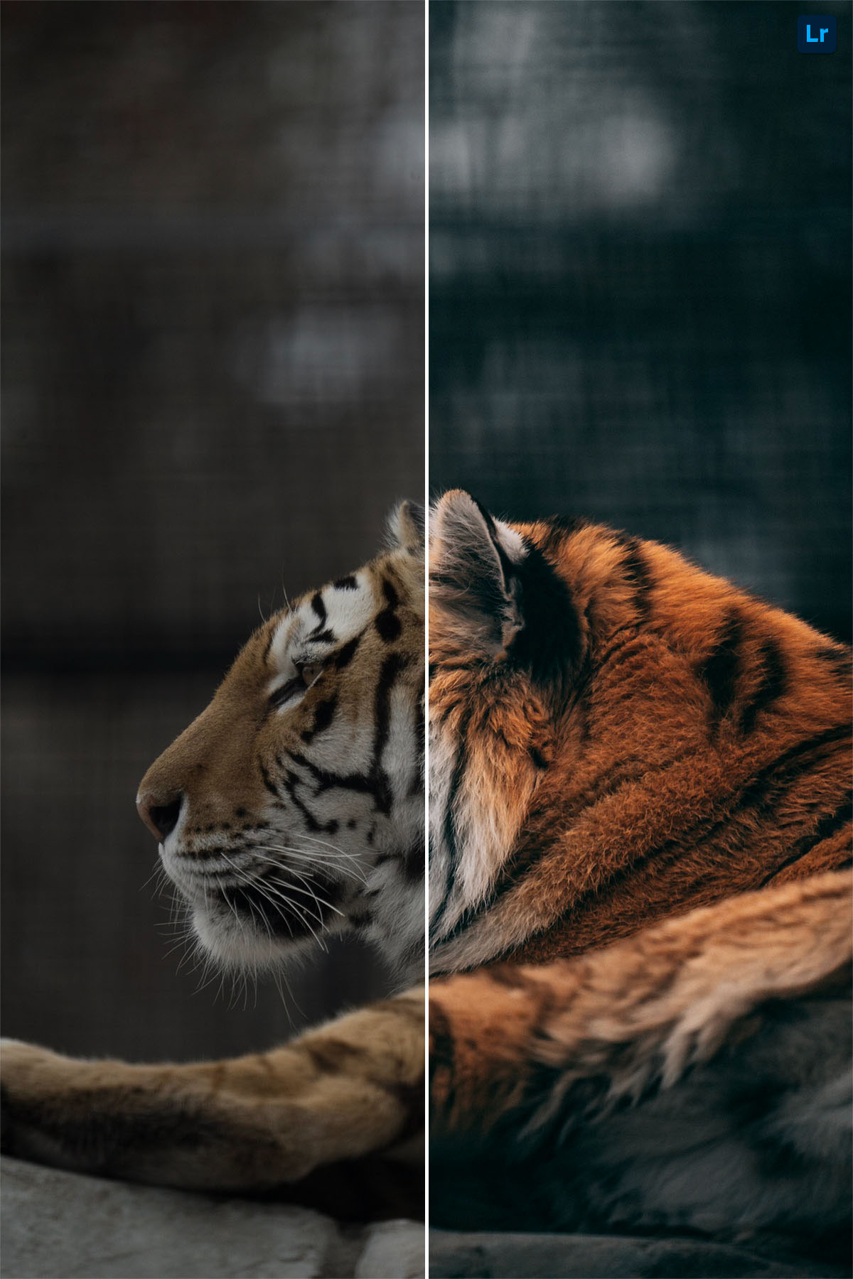 Tiger | Edit | Photoshop Lightroom