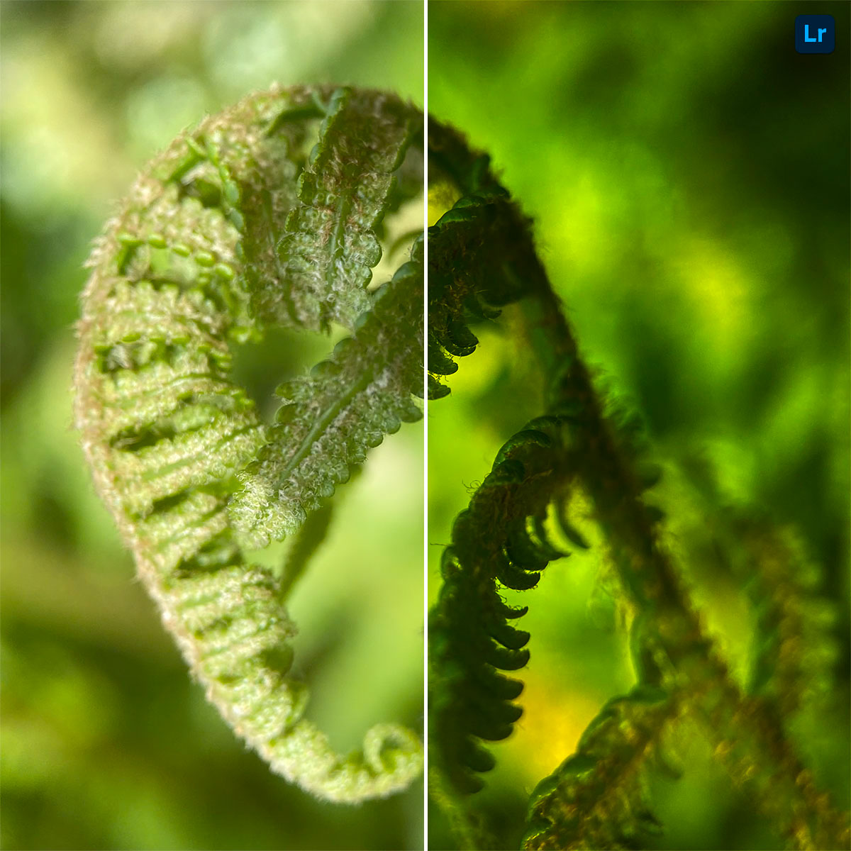 Young Fern | Edit | Photoshop Lightroom