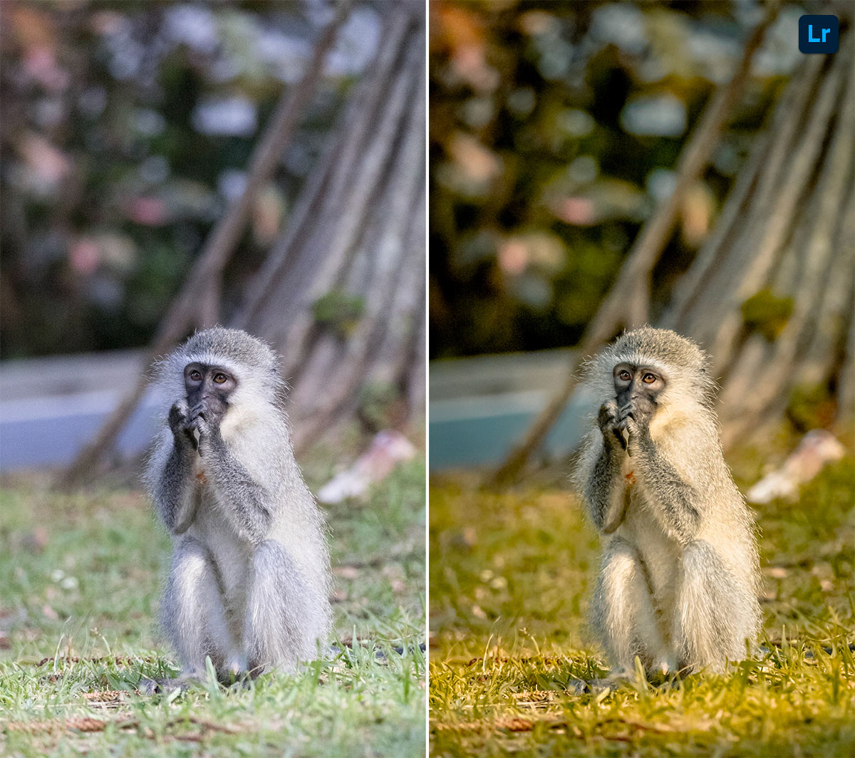 Vervet Monkey | Edit | Photoshop Lightroom