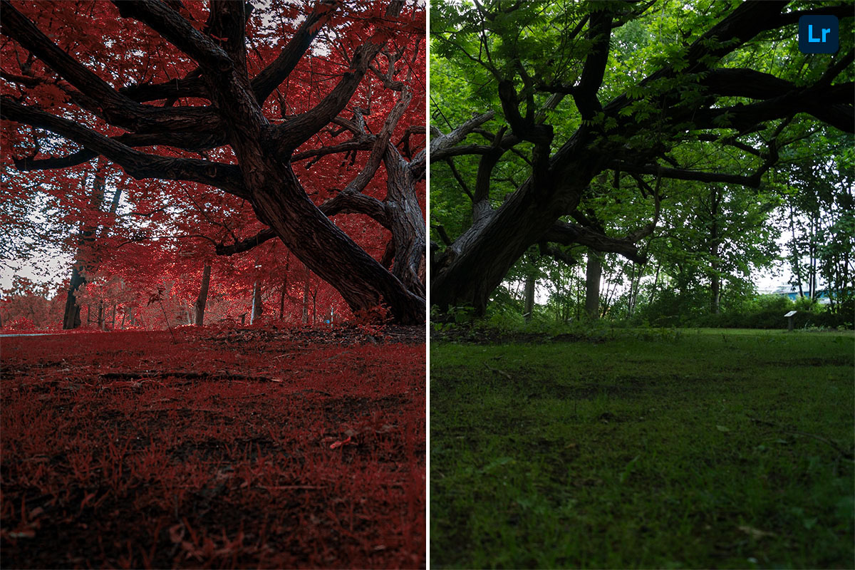 Reed Tree of life | Edit | Photoshop Lightroom