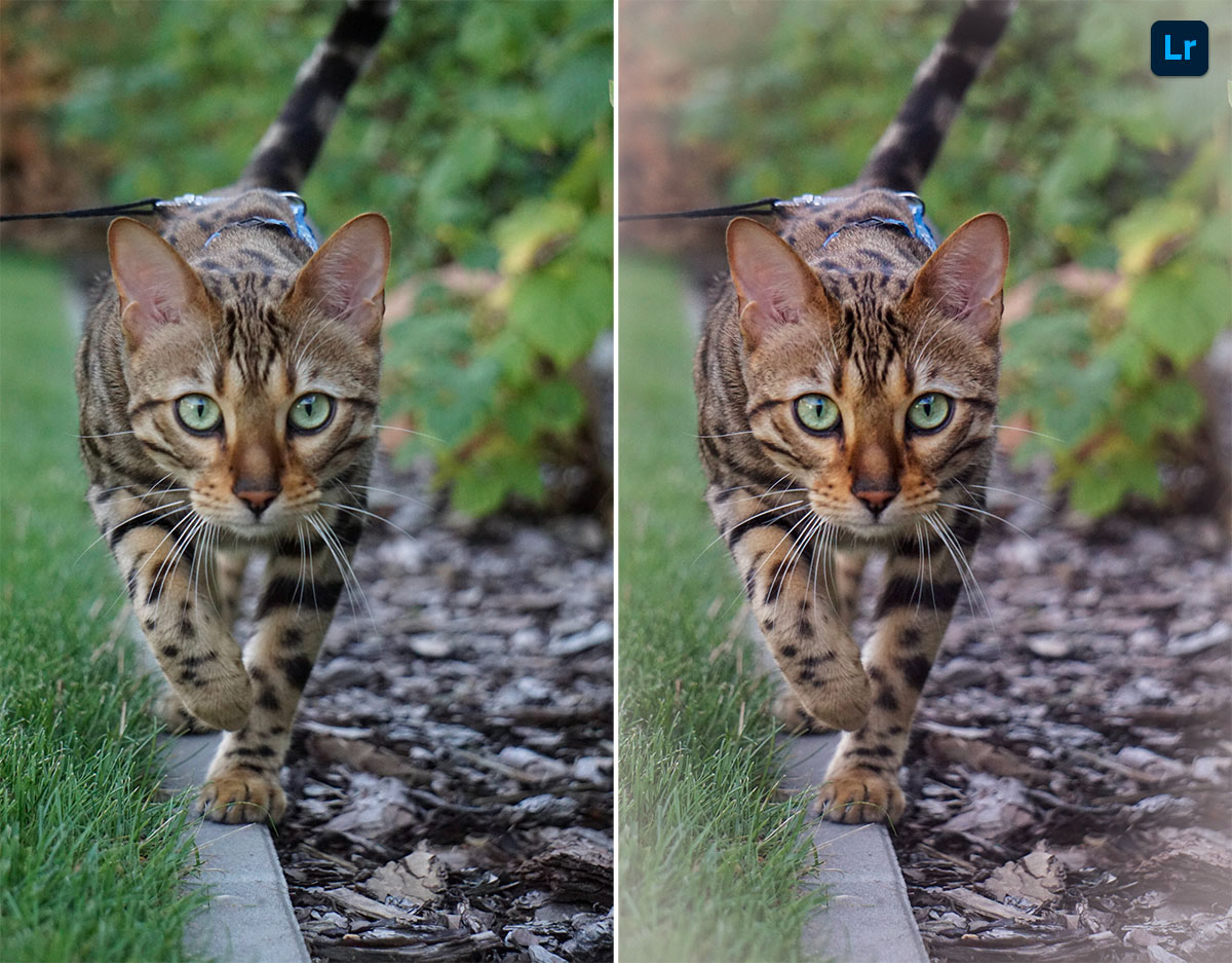 Bengal Simba | Edit | Photoshop Lightroom