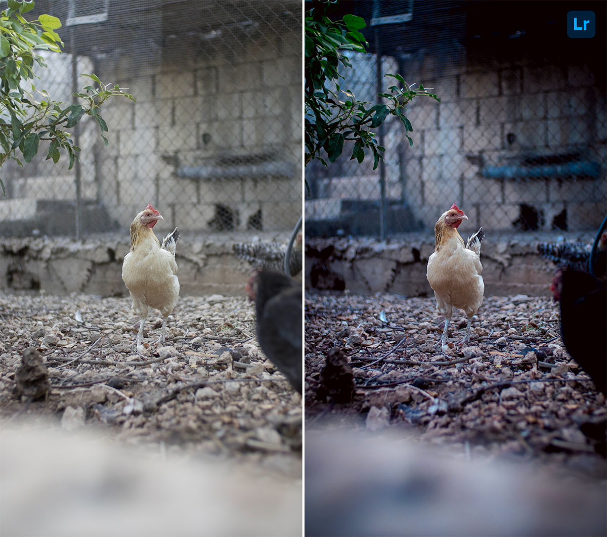 Chicken | Edit | Photoshop Lightroom