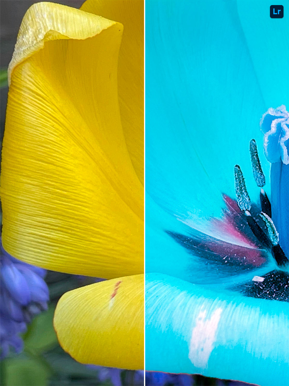 love flowers | Edit | Photoshop Lightroom