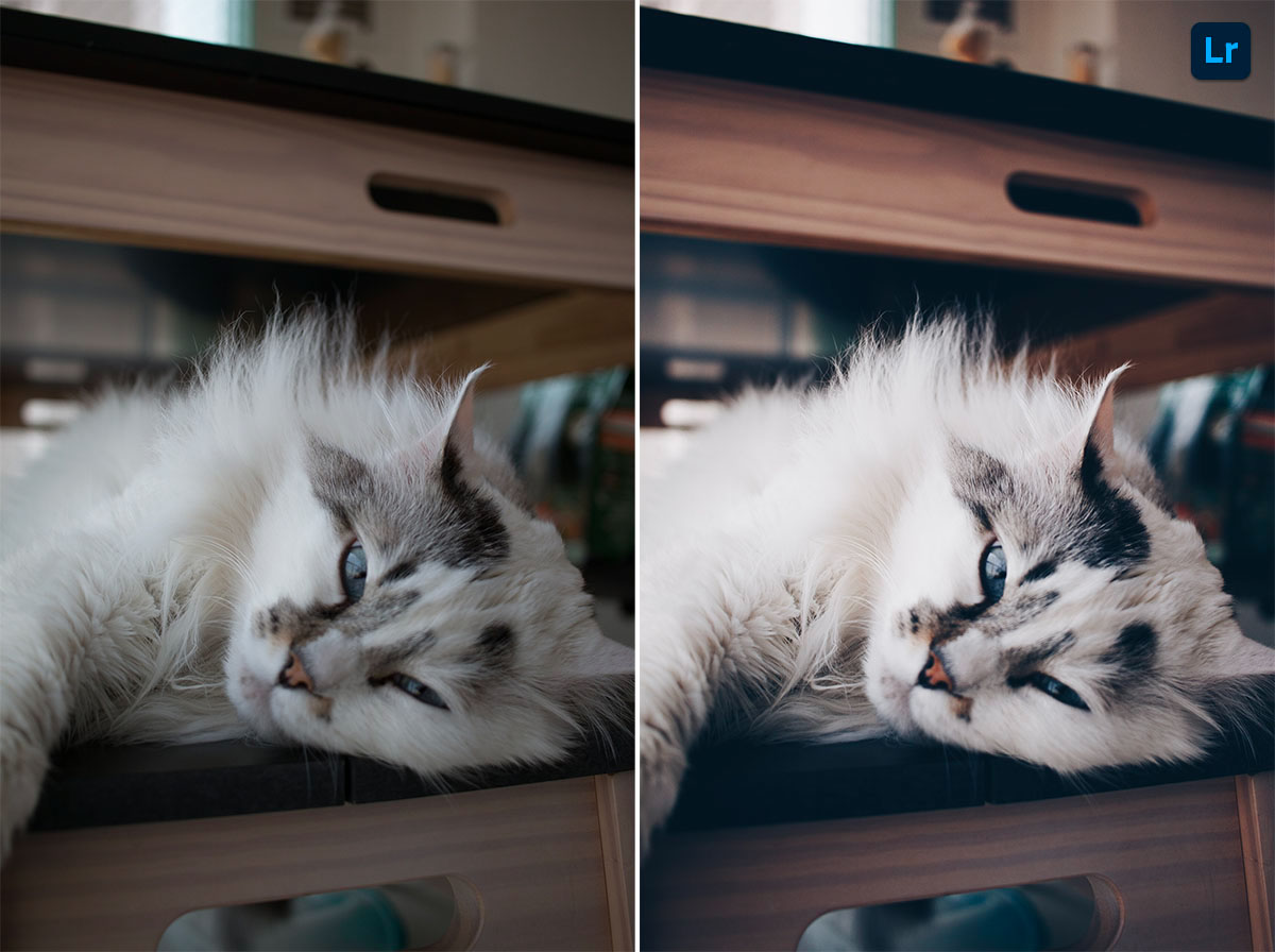 Cats | Edit | Photoshop Lightroom
