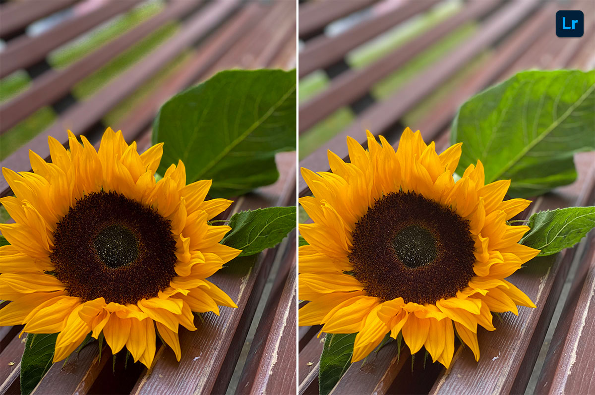 Sunflower | Edit | Photoshop Lightroom