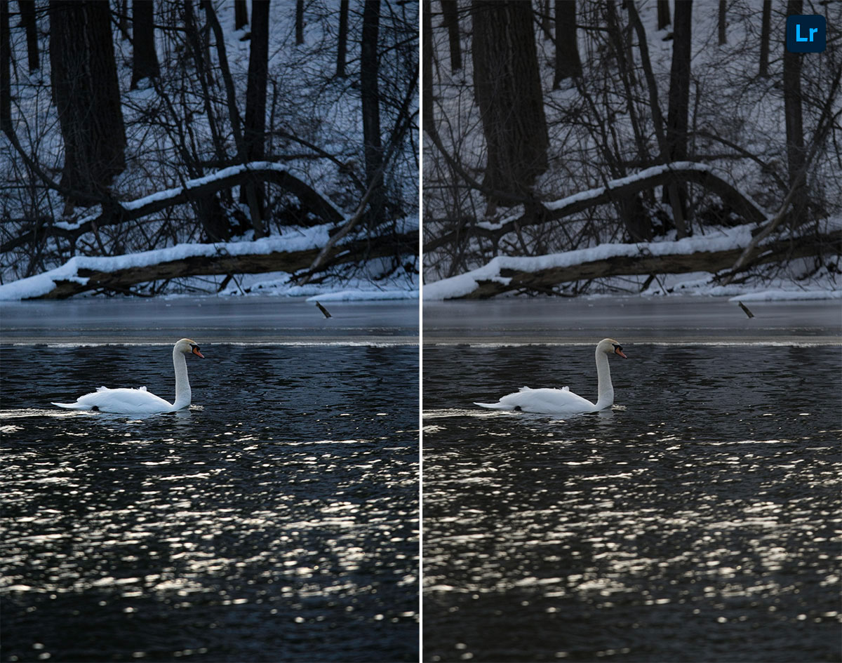 a swan in winter | Edit | Photoshop Lightroom