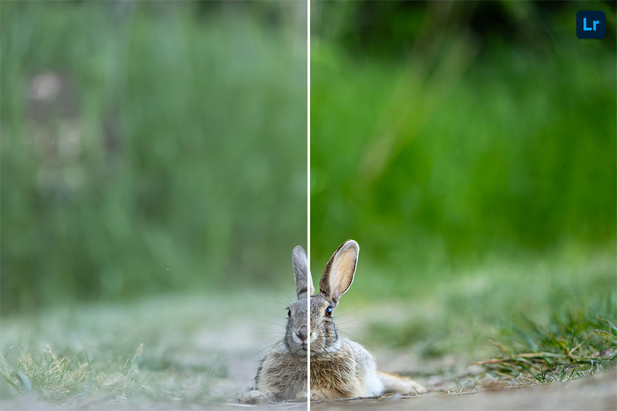 Relaxing Bunny | Edit | Photoshop Lightroom