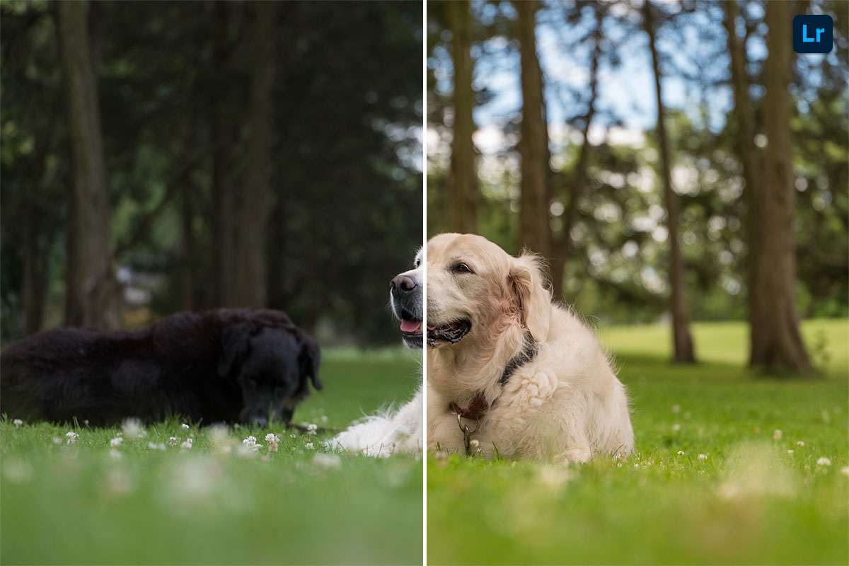 Mav, Looking Stoic | Edit | Photoshop Lightroom