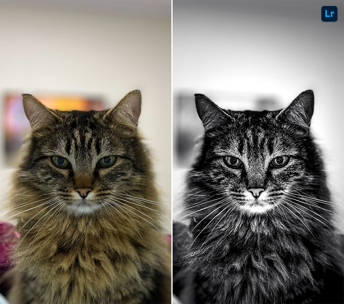 Cat bw | Edit | Photoshop Lightroom