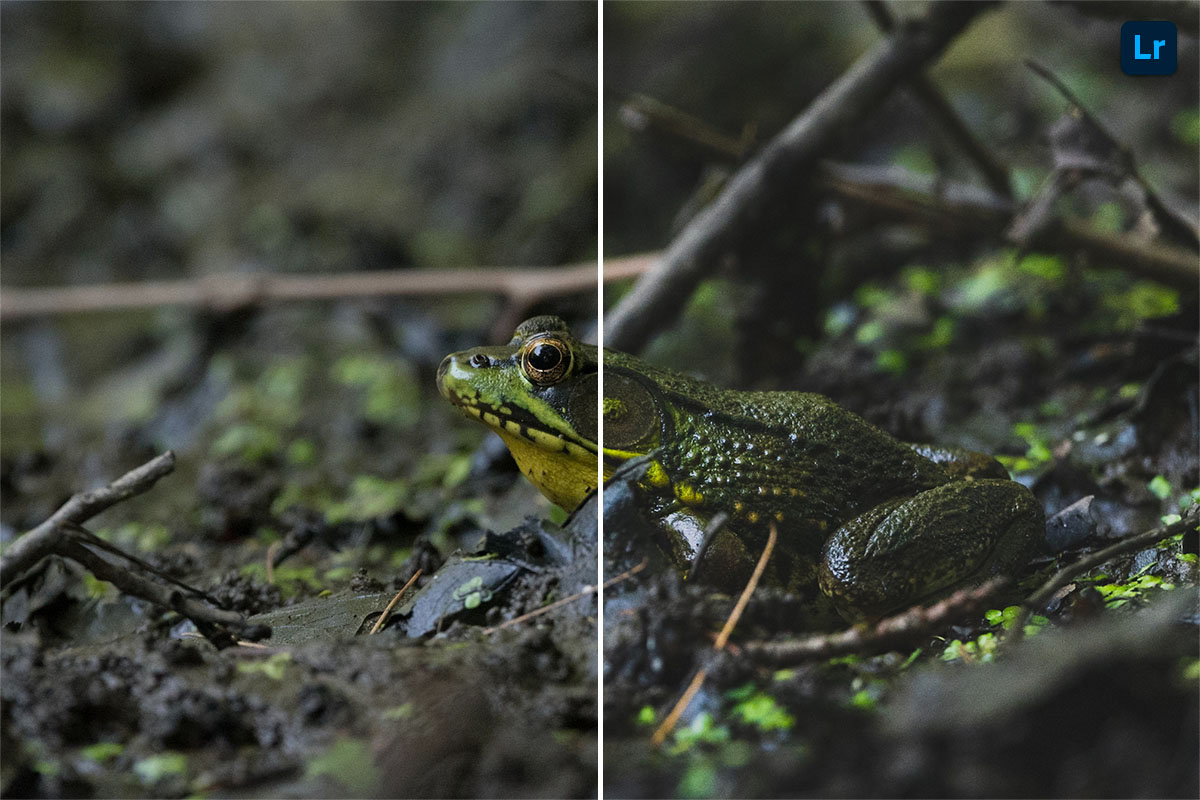 Frog by a pond | Edit | Photoshop Lightroom