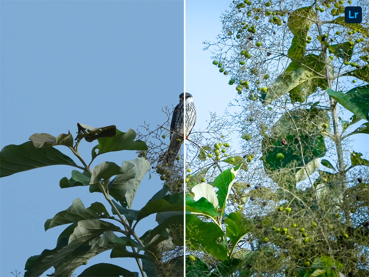 Amur Falcon | Edit | Photoshop Lightroom